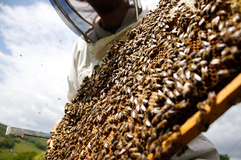 How two brothers turned six million bees into a business dream