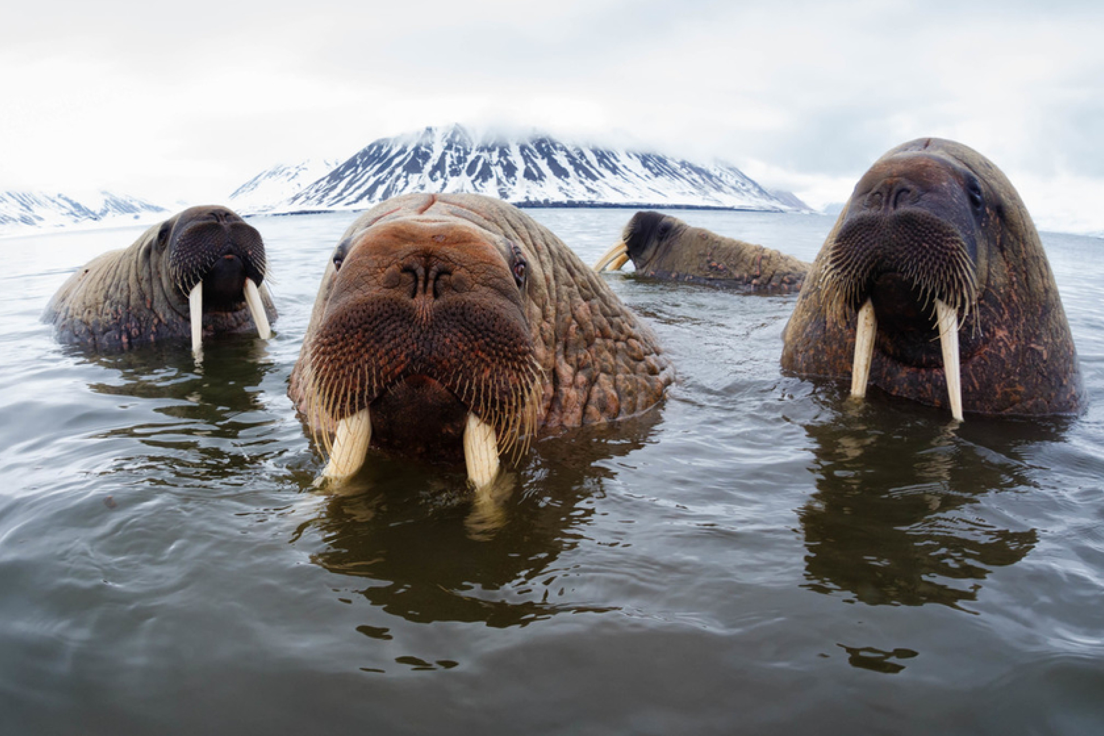 Walrus from Space engages the public to fight the climate crisis - RBC ...